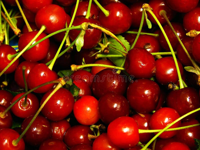 Sour cherry stock photo. Image of agriculture, healthy - 2508938