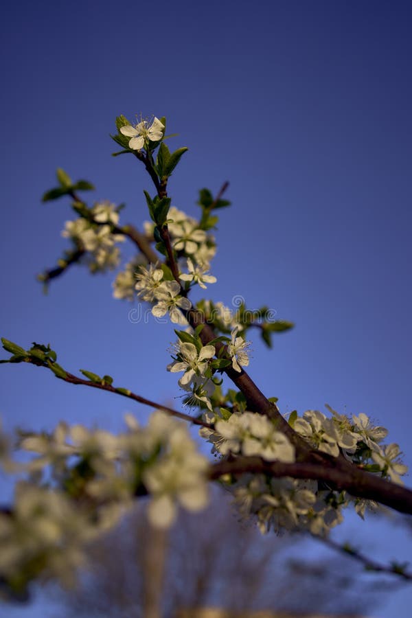Sour Cherry Blossom on the Background of the Sky at Dawn Stock Image ...