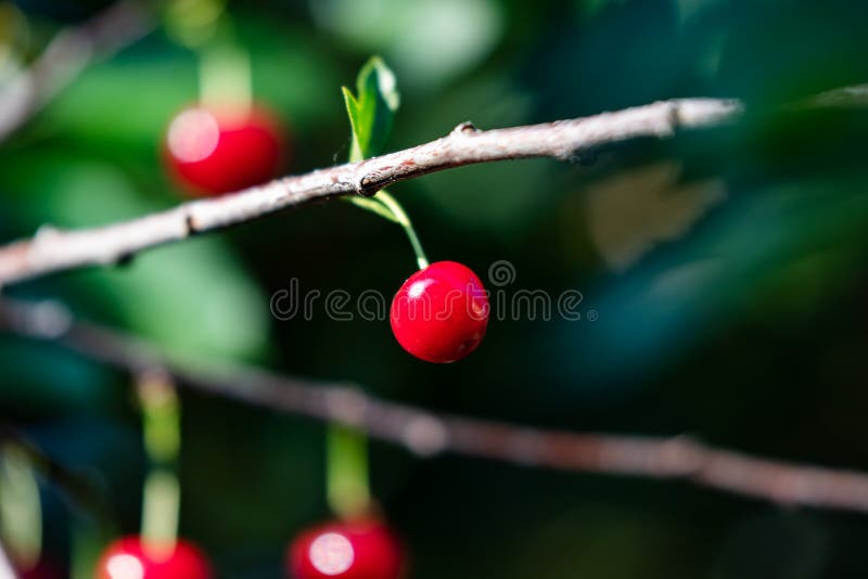 Fruit Vegetation Cherry Leaf Picture Image 135105804