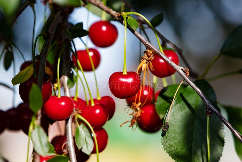 Sour Cherry And Cherries Fruit And Vegetables Stock Image Image Of