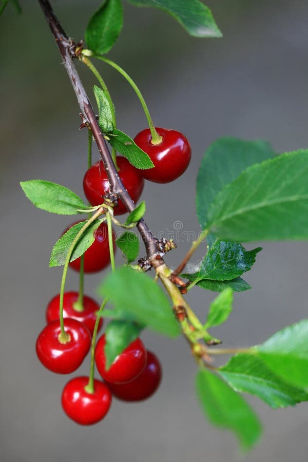 Beautiful Big Snail on a Cherry Tree Stock Photo - Image of view ...