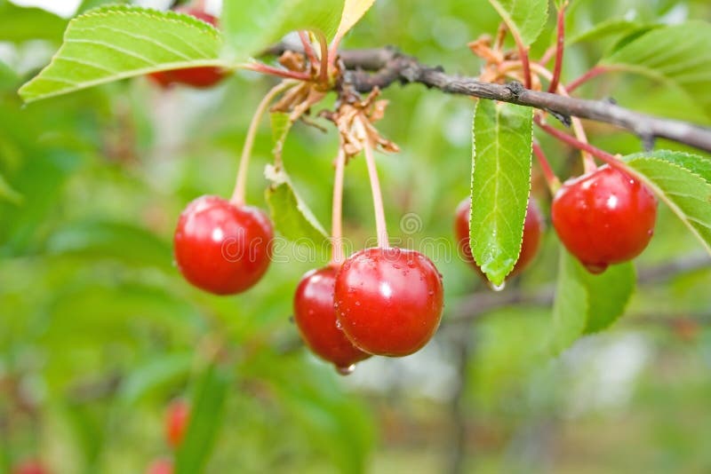 Sour Cherry-tree. Picture Image: 3926859