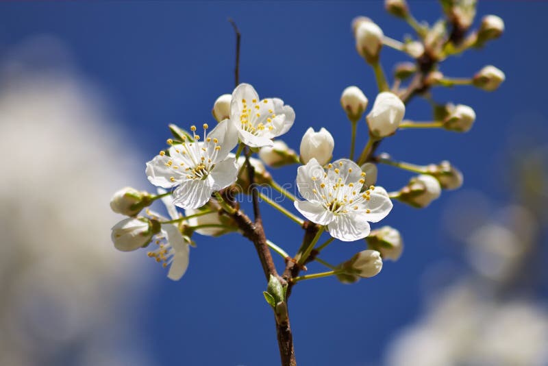 Tree flowers in spring stock image. Image of pink, sprig - 39075351