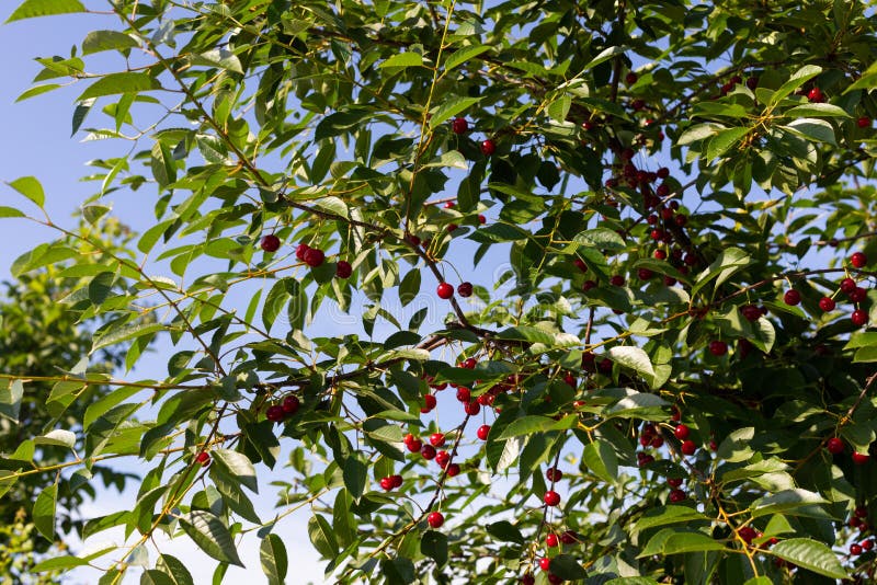 Sour cherry tree stock photo. Image of berry, healthy - 165727440