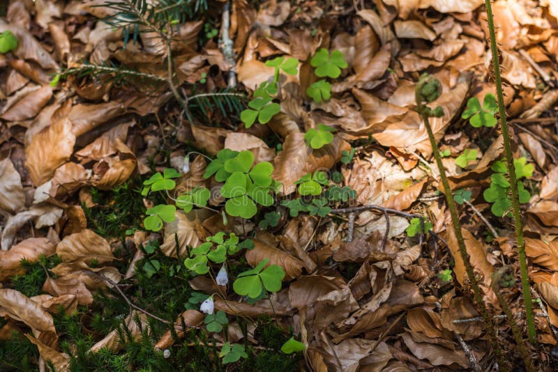 Sour Clover between Dried Leaves Stock Image - Image of grow, crocus ...