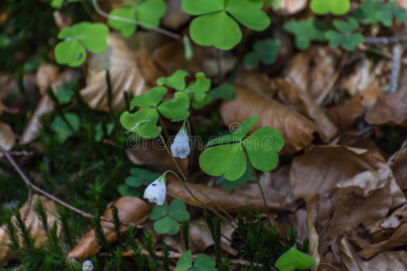 Sour Clover in the Forest in Spring Stock Photo - Image of field ...