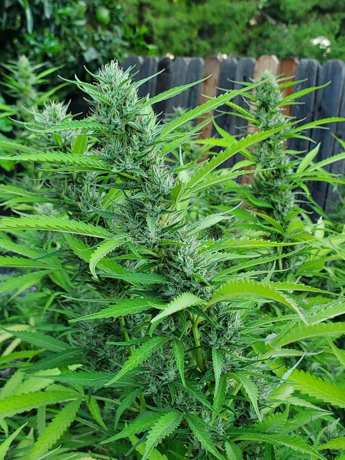 Sour Diesel X Mac1 Strain Cannabis Stock Photo - Image of strain, green ...