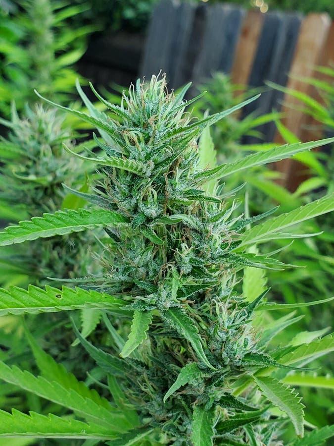 Sour Diesel X Mac1 Strain Cannabis Stock Image - Image of tree, food ... Sour Diesel X Mac1 Strain Cannabis Stock Image - Image of tree, food ...