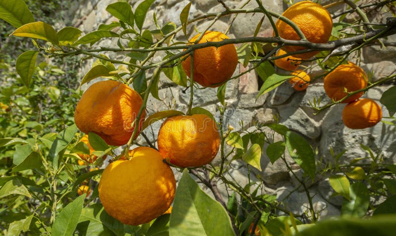 Sour Orange - Bigarade Orange Tree in the Detail Stock Photo - Image of ...