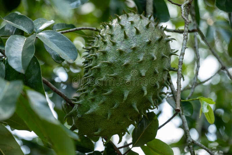 Sour Sop Fruit Growing in Costa Rica Stock Image - Image of close ...
