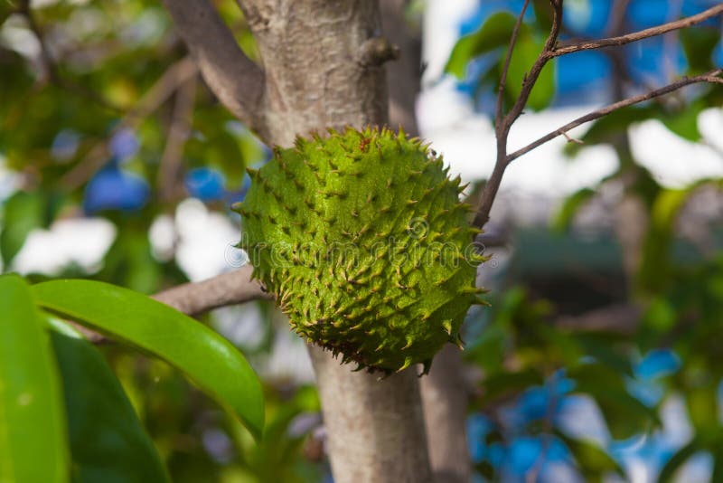 Sour sop stock image. Image of soursop, sour, flora, branch - 55829897
