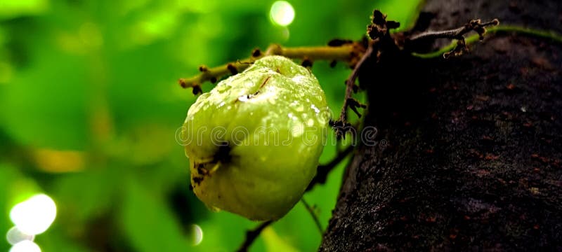 Sour star fruit stock photo. Image of sunlight, food - 350384416