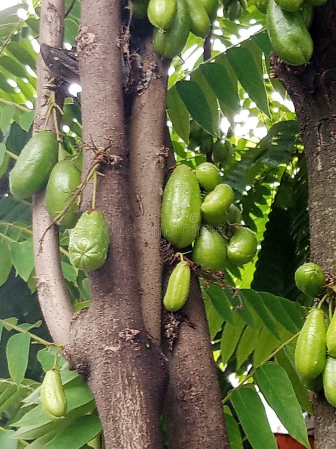 The sour starfruit stock photo. Image of starfruit, evergreen - 242327212