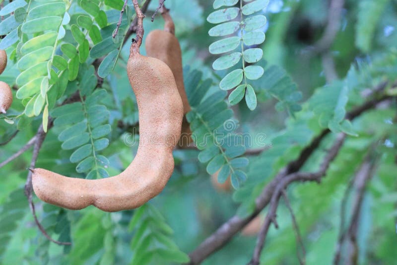 Sour Tamarind with Fresh Brown Pods on the Tree Stock Photo - Image of ...