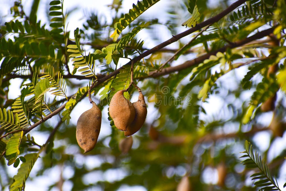 Sour tamarind stock image. Image of eating, beautiful - 241384749