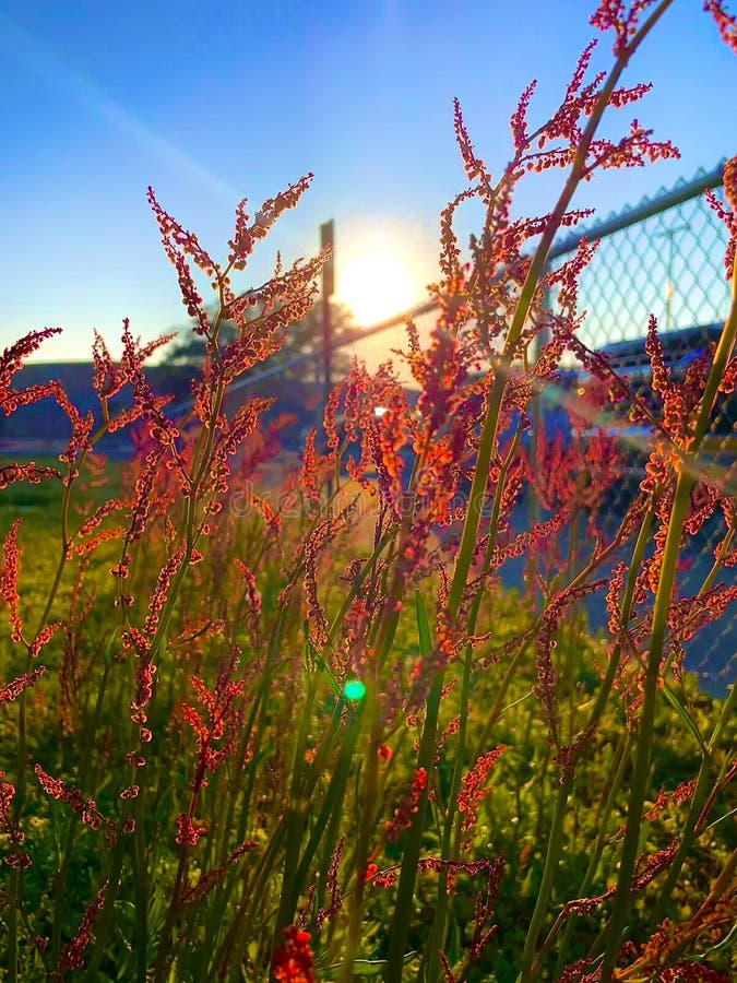 Sour Weed stock photo. Image of colorful, nature, beautiful - 313530356