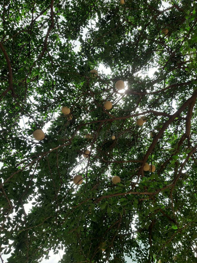 Sour Wood Apple in the Tree. Wood Apple Plant Stock Photo - Image of ...