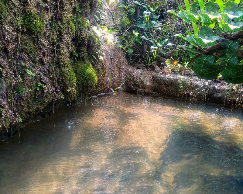 The Source of Clear Water in the Middle of the Forest on the Island of ...