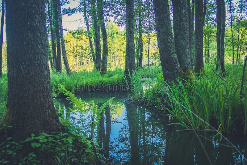 Hidden Pool On A Forest Creek Stock Photo - Image of green, landscape ...
