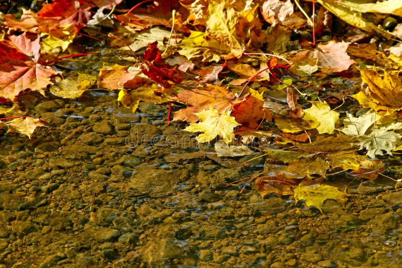 Source with leafs. stock image. Image of flora, colorful - 34369753