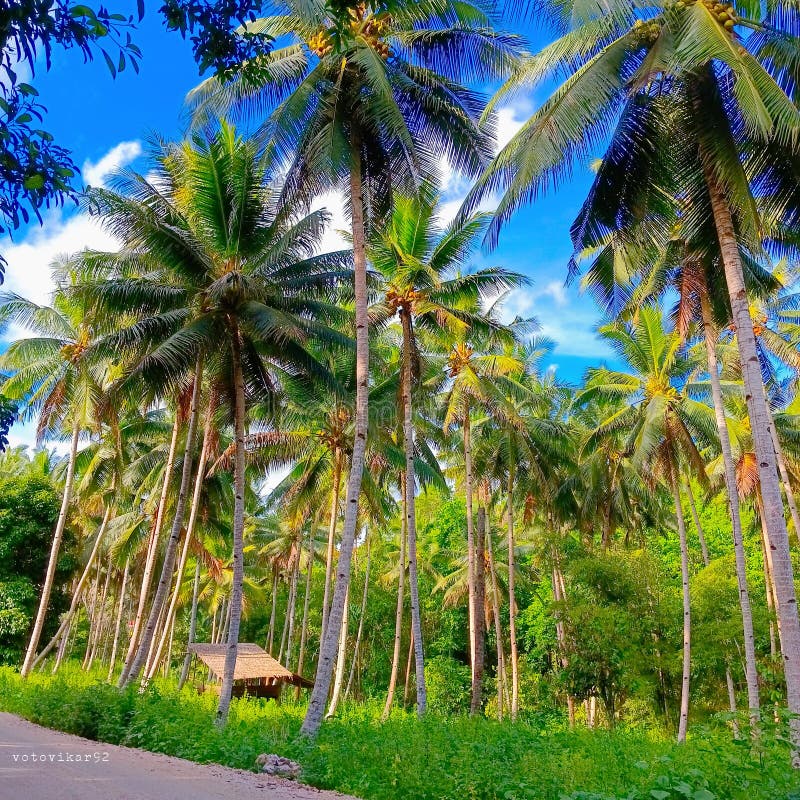 Source of Production for Coconut Farmers Stock Photo - Image of garden ...