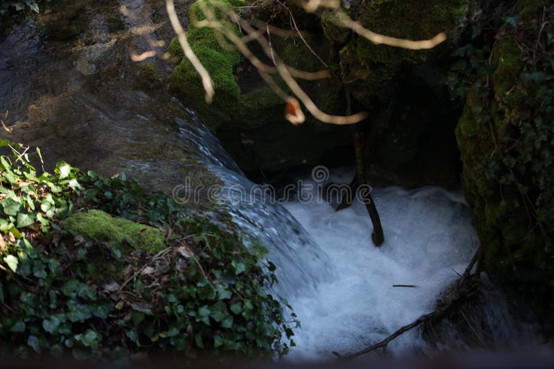 A Source of Pure Running Water Stock Photo - Image of tree, leaf: 272550298