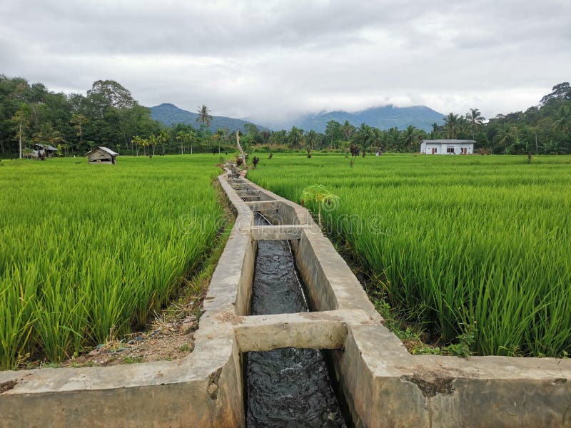 The Source of Rice Field Life. Paddy Irigation Stock Image - Image of ...