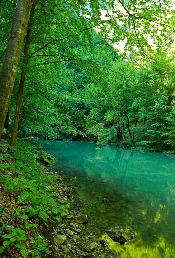 The Source of the River Kupa in Forest Stock Image - Image of rocks ...