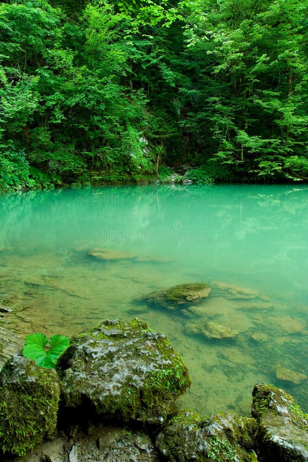 The Source of the River Kupa in Forest Stock Image - Image of natural ...