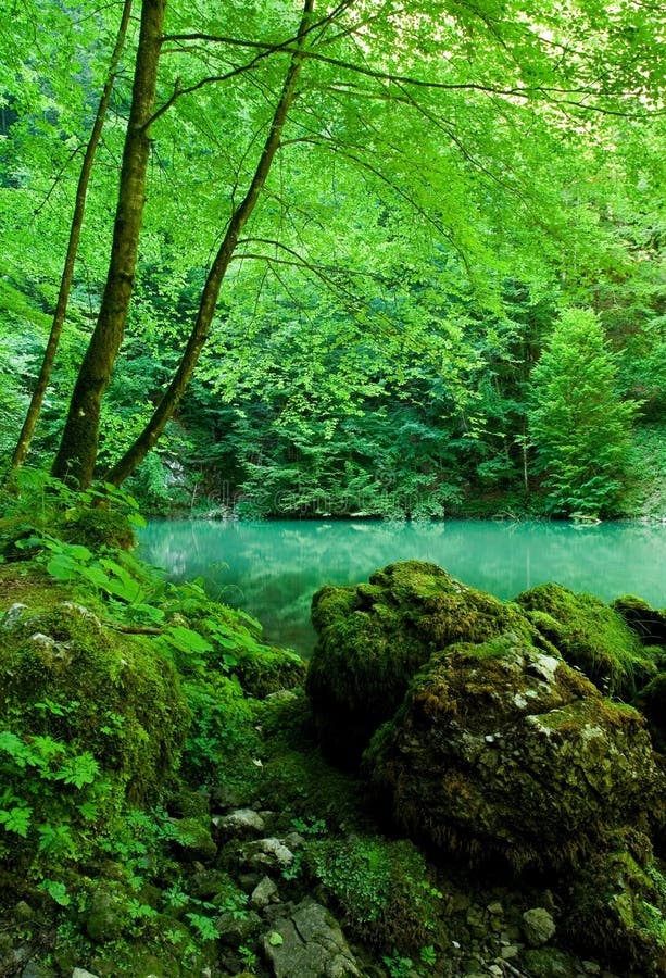 The Source of the River Kupa in Forest Stock Photo - Image of mountain ...