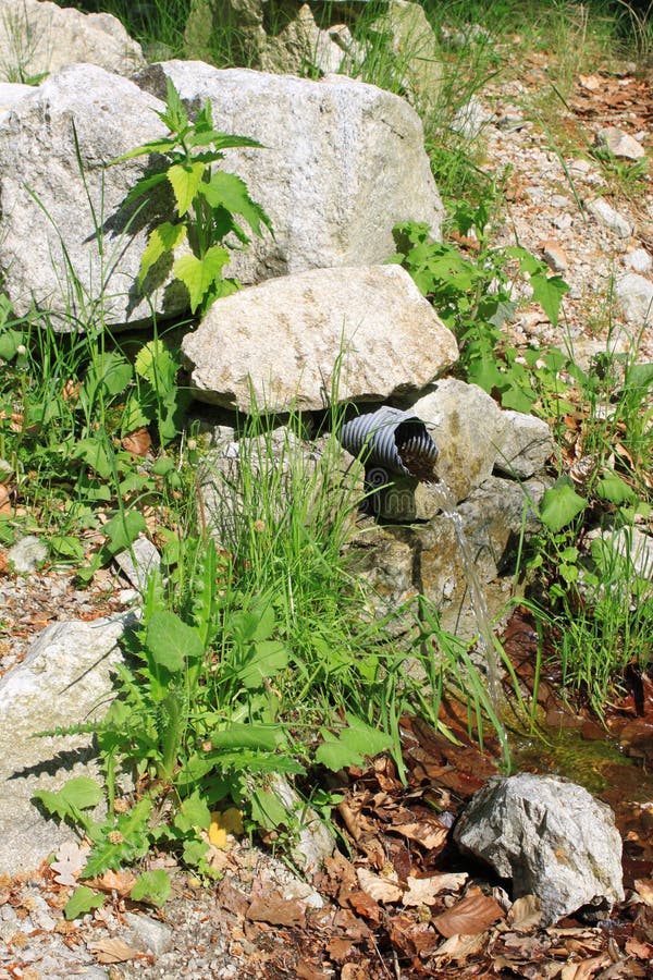 Source of Spring Water in the Forest Stock Photo - Image of healthy ...