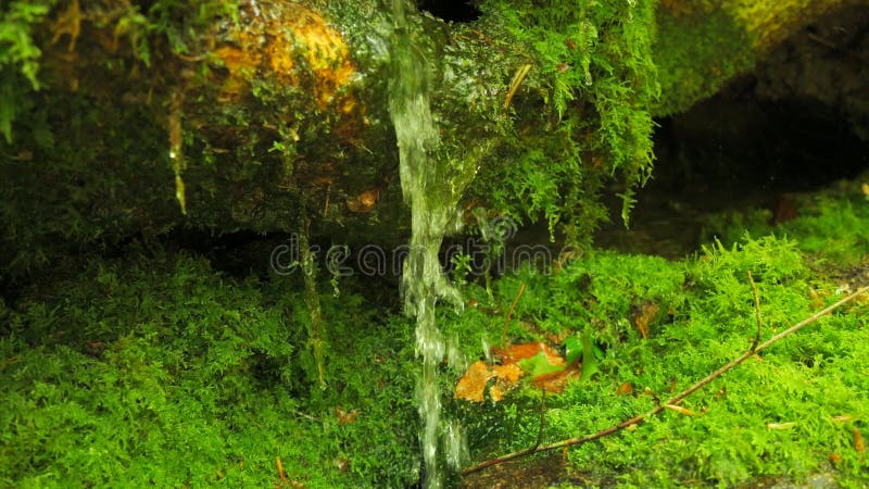 A Source of Transparent Clean Mountain Spring Water Flows from Stones ...