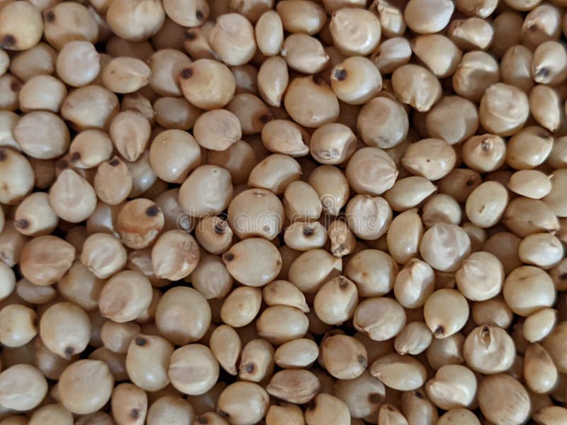 Sourghum Seeds or Jawar Grain Seeds Stock Photo - Image of drink ...