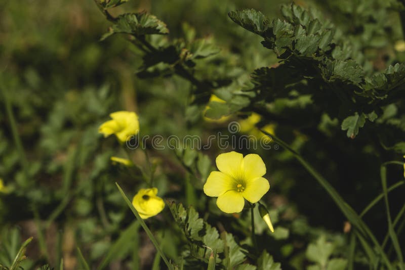 Sourgrass yellow flowers stock image. Image of blooming - 264140749