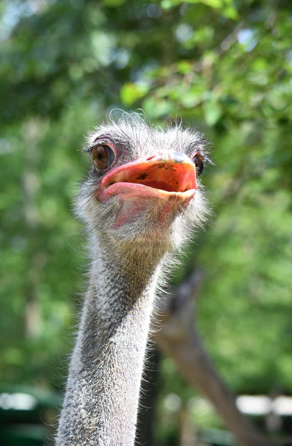 Sourire, autruche ! image stock. Image du longtemps, oiseau - 10718861