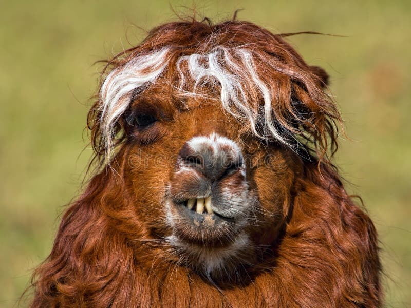 Alpaga photo stock. Image du amérique, animal, troupeau - 102268814