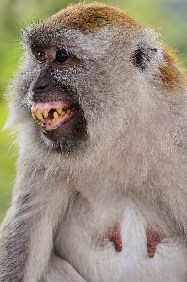 Le Sourire Du Singe, Le Sylvanus De Macaca De Macaque De Barbarie Photo ...