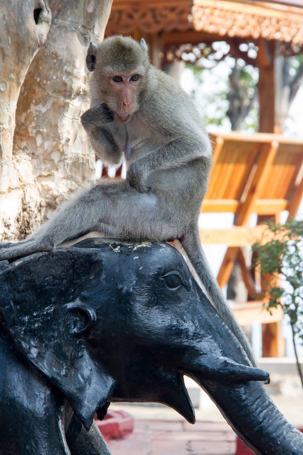 Le Sourire Du Singe, Le Sylvanus De Macaca De Macaque De Barbarie Photo ...