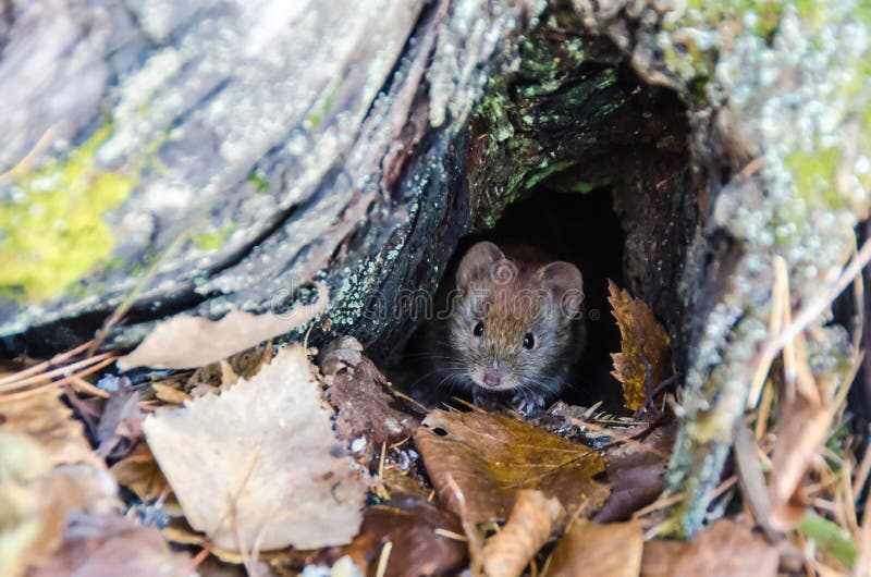 Trou De Souris Dans Le Jardin D'automne Image stock - Image du souris ...