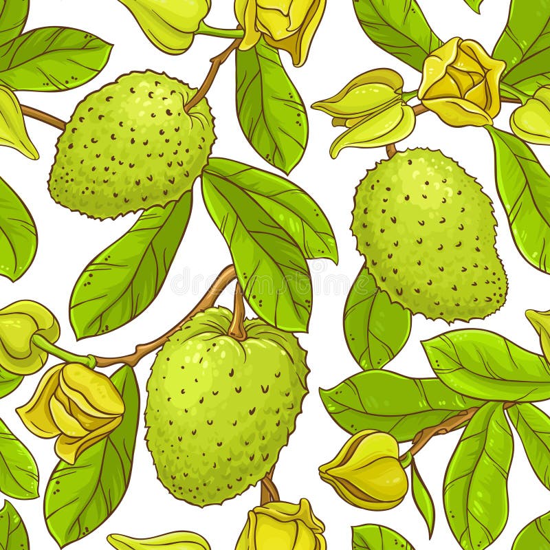 Soursop Stock Illustrations – 864 Soursop Stock Illustrations, Vectors ...