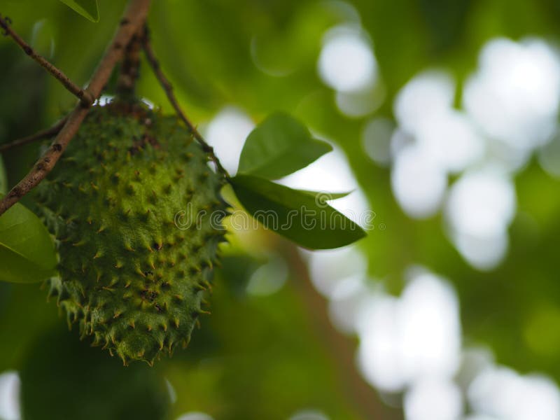 Soursop Durian Sweet Fruit with Sharp Bark Flesh Stock Image - Image of ...