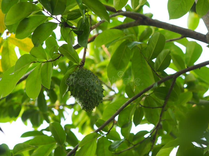 Soursop Durian Sweet Fruit with Sharp Bark Flesh Stock Image - Image of ...