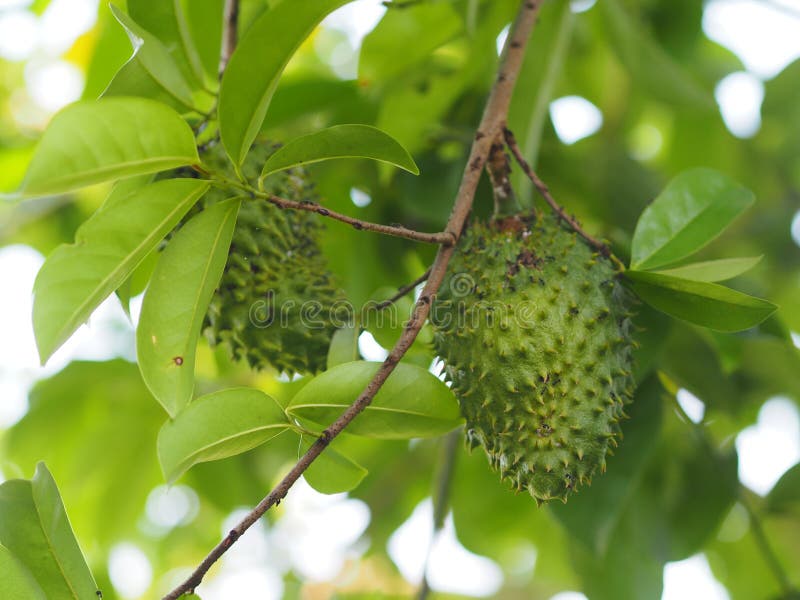 Soursop Durian Sweet Fruit with Sharp Bark Flesh Stock Image - Image of ...