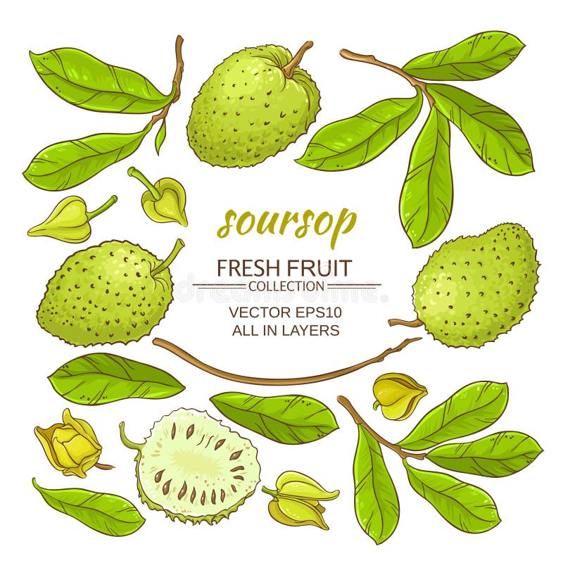 Soursop Stock Illustrations – 864 Soursop Stock Illustrations, Vectors ...
