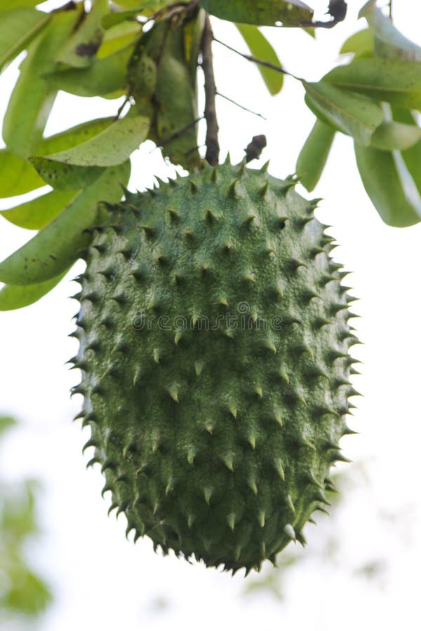 Soursop exotic fruit ripe stock image. Image of background - 218338693
