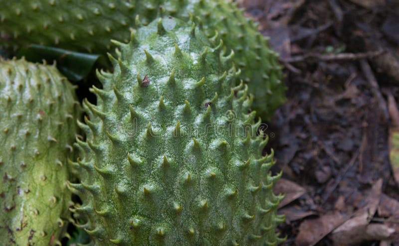 Soursop exotic fruit ripe stock image. Image of summer - 218338747