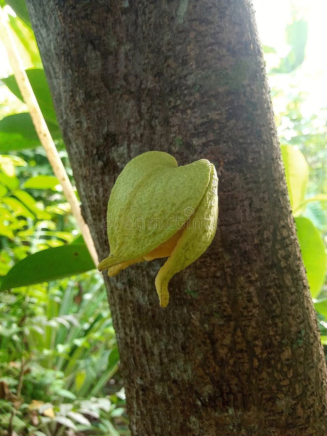 Soursop flower stock image. Image of flowers, garden - 324839959