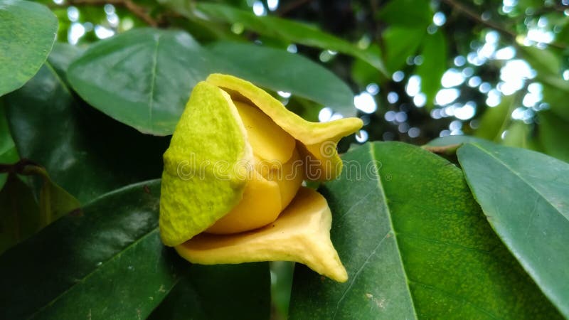 Flower of soursop fruit stock photo. Image of plant - 255518022