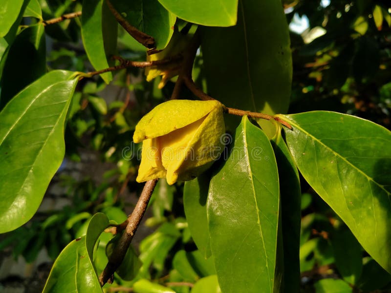 Soursop Flower Green Yellow Yard Trees Stock Photo - Image of soursop ...