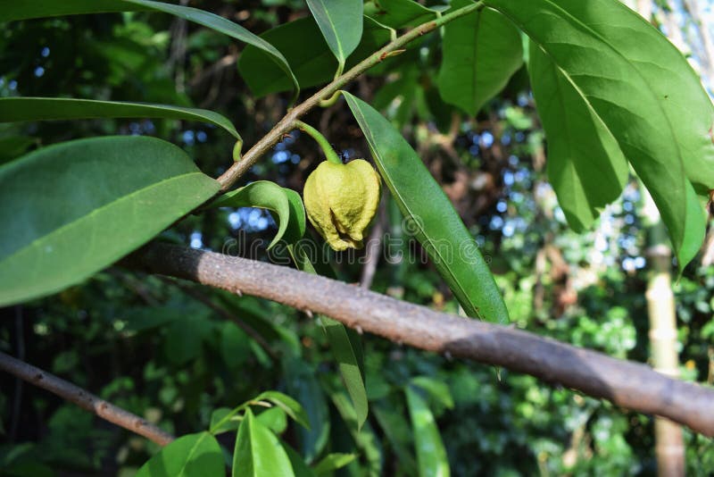 Flower of soursop fruit stock photo. Image of plant - 255518022